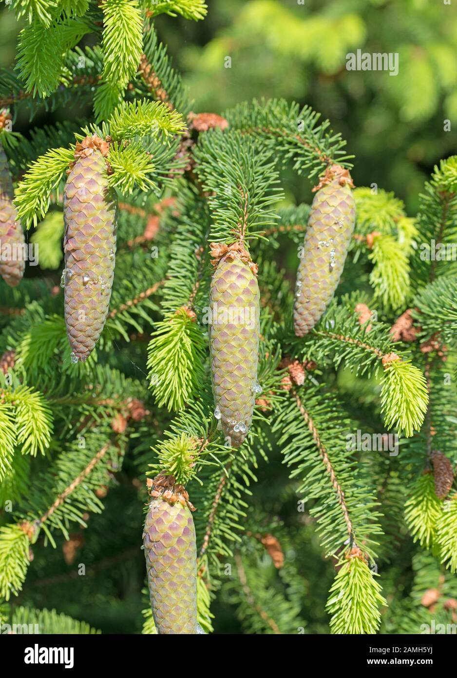 Green young spruce cones with resin Stock Photo - Alamy