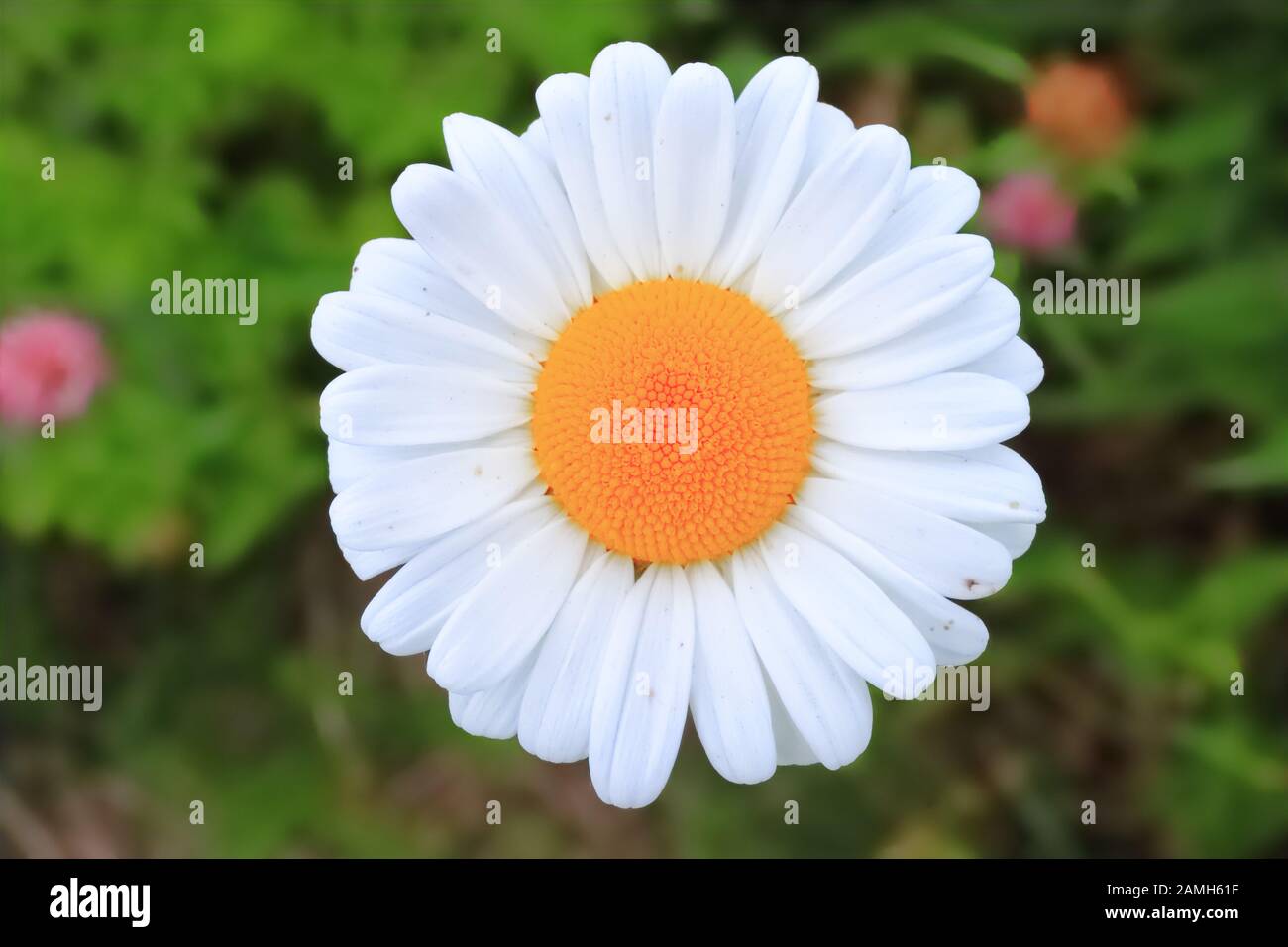 Photo of single daisy with black background hi-res stock photography ...