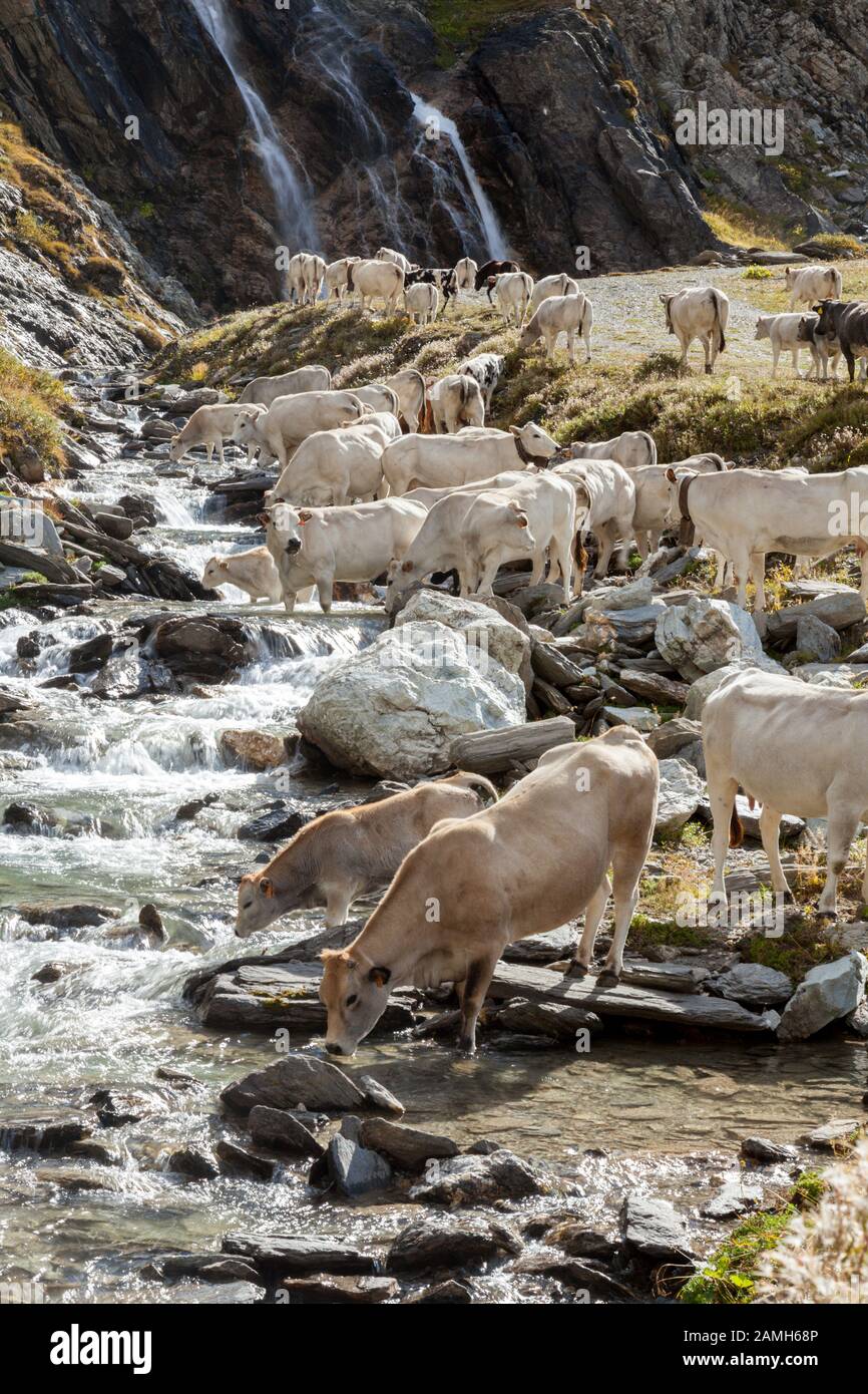 Cattle Drinking River High Resolution Stock Photography and Images - Alamy
