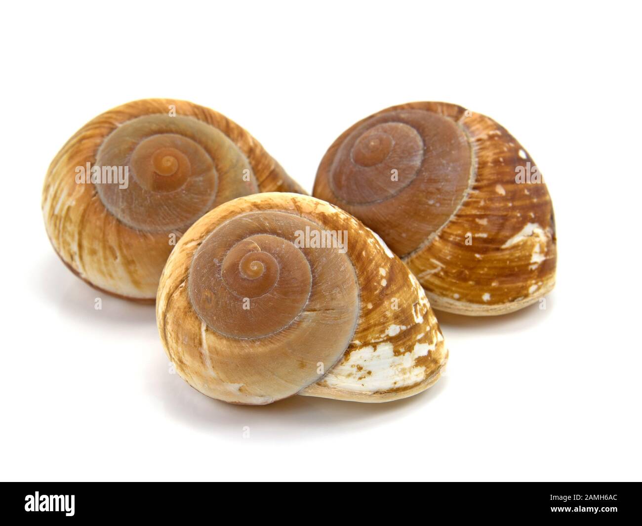 Three shells of marine gastropods against a white background Stock ...