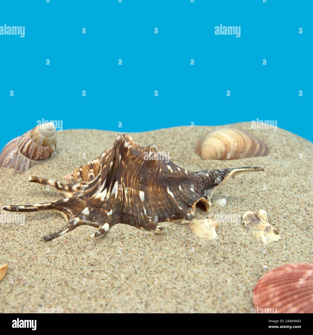 Souvenir Shells High Resolution Stock Photography and Images - Alamy