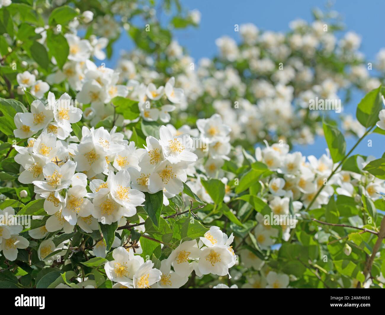 Blooming philadelphus coronarius in the spring Stock Photo - Alamy
