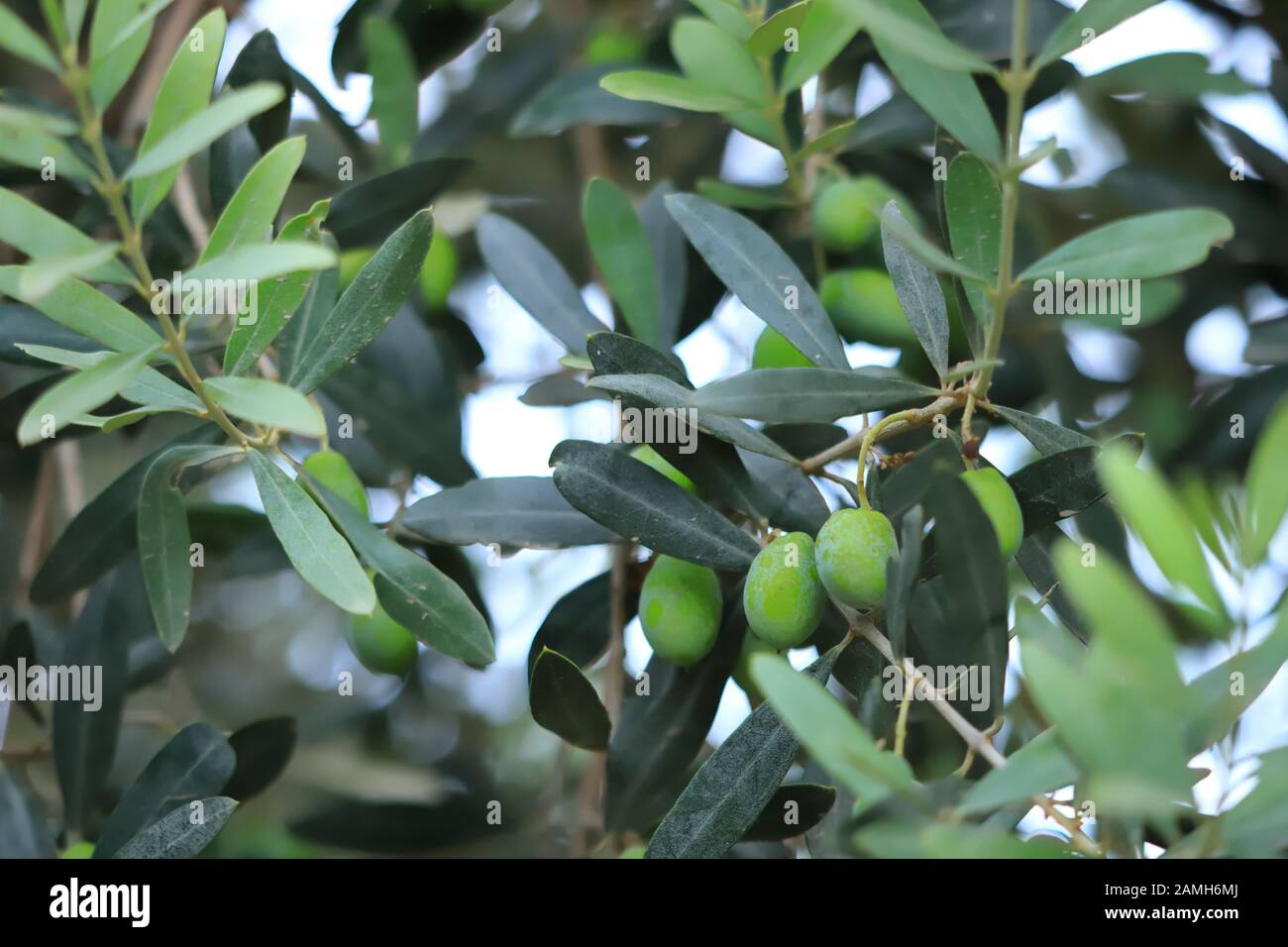 Olives on a tree, growing fruits Stock Photo - Alamy