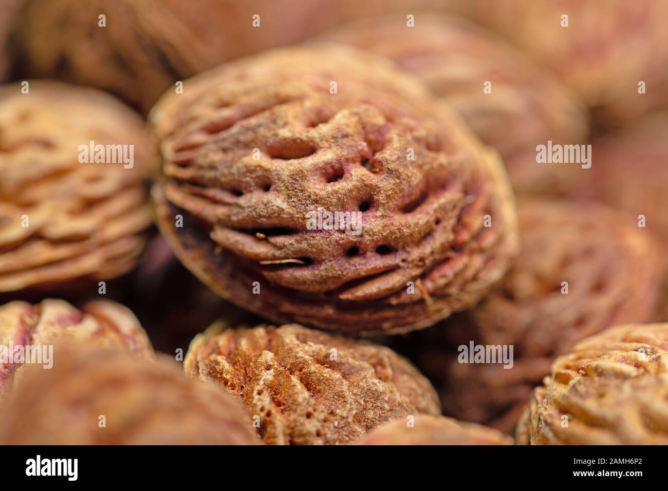 Peach propagation hi-res stock photography and images - Alamy