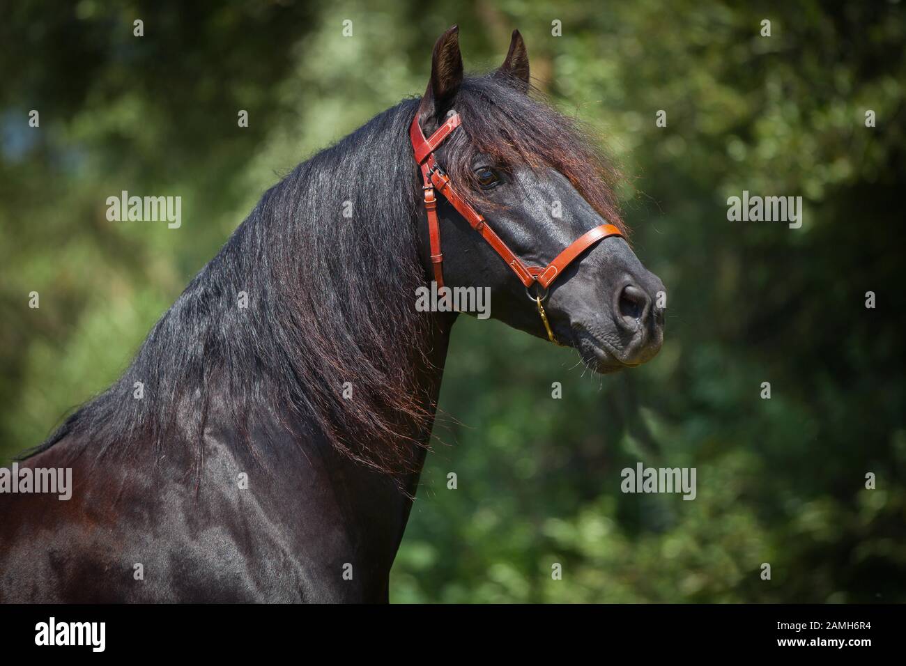 Black pura raza espanola stallion with red bridle hi-res stock ...