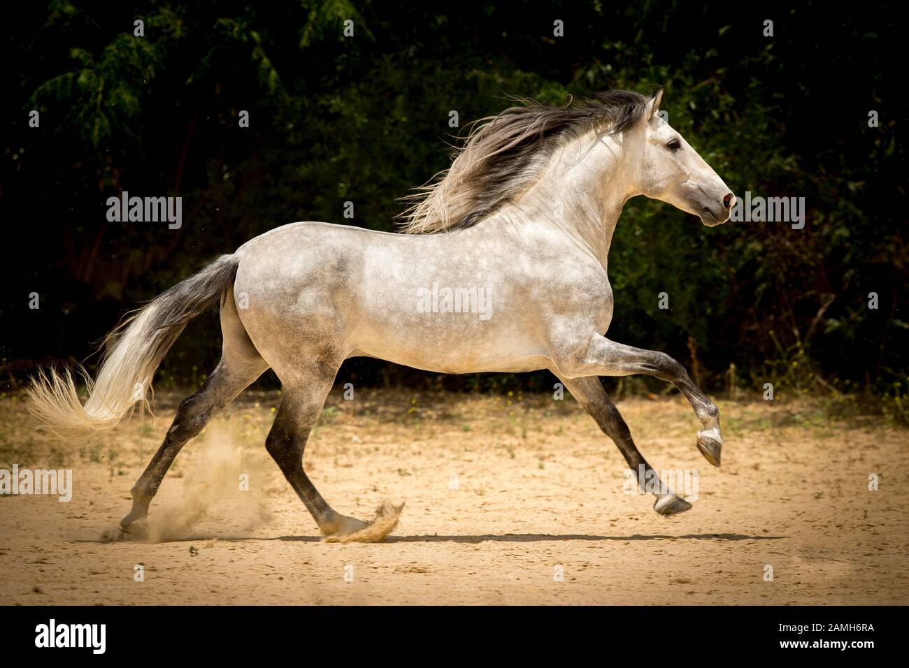 Pura raza espanola stallion in motion hi-res stock photography and ...