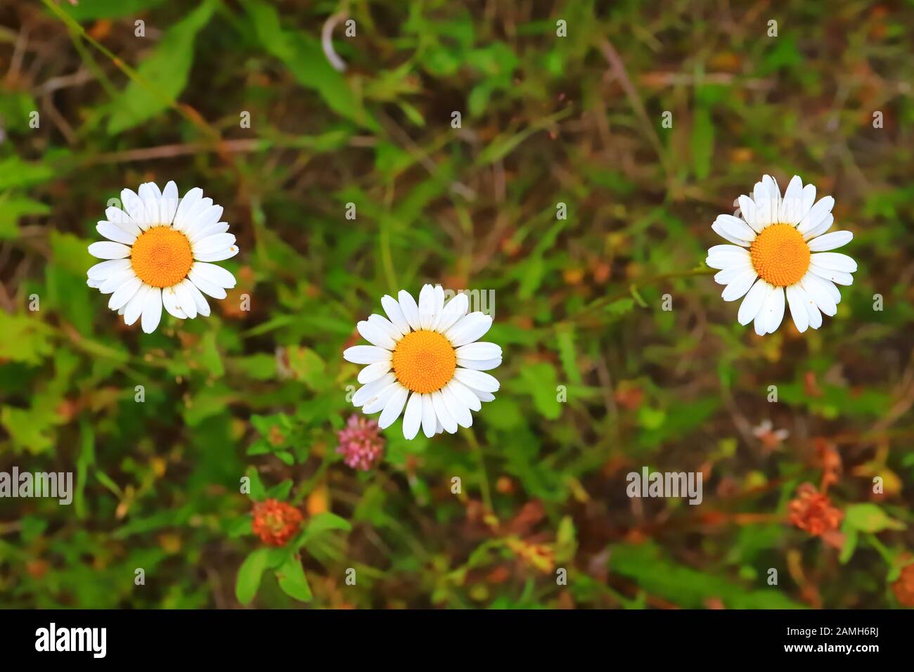 Three daisies hi-res stock photography and images - Alamy