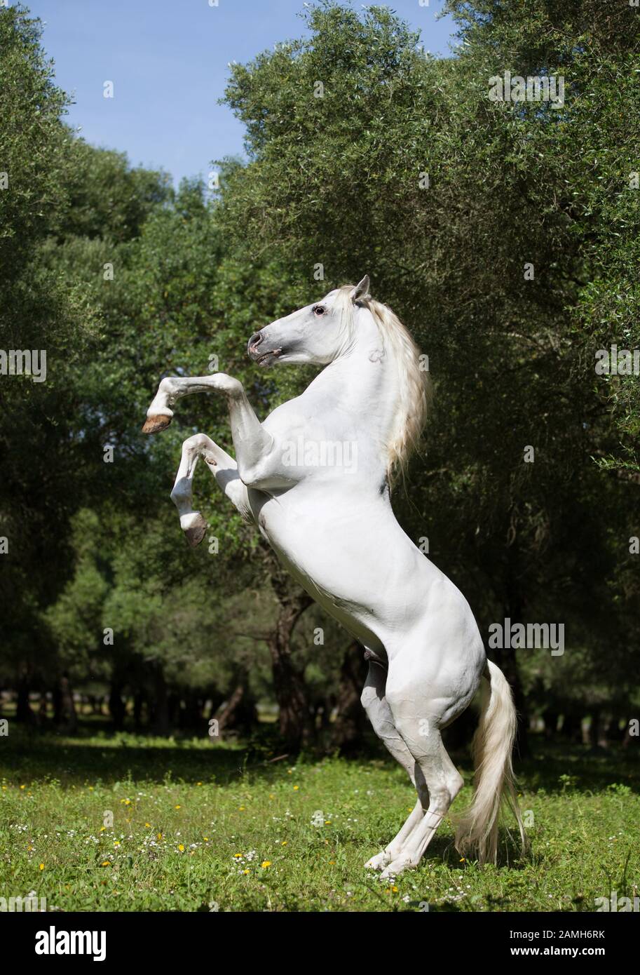 White lusitano stallion rising hi-res stock photography and images - Alamy