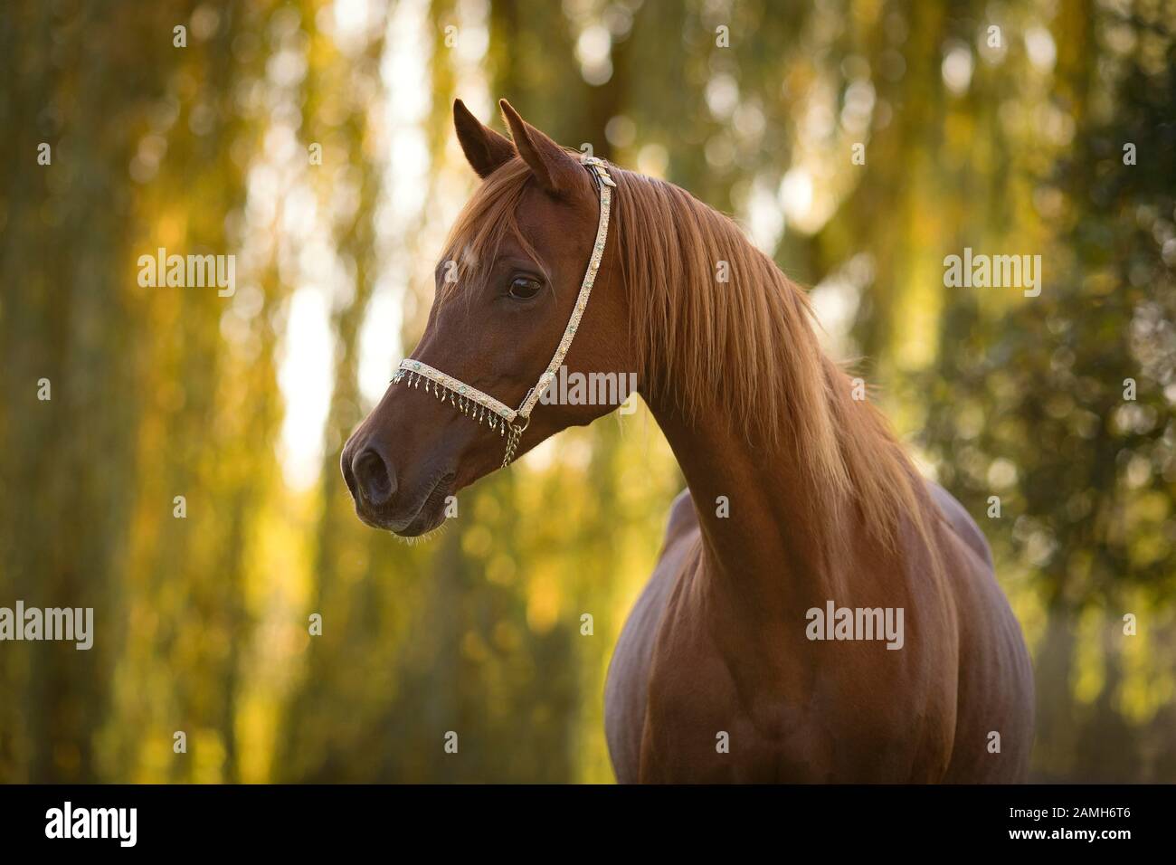 Arabian forest hi-res stock photography and images - Alamy
