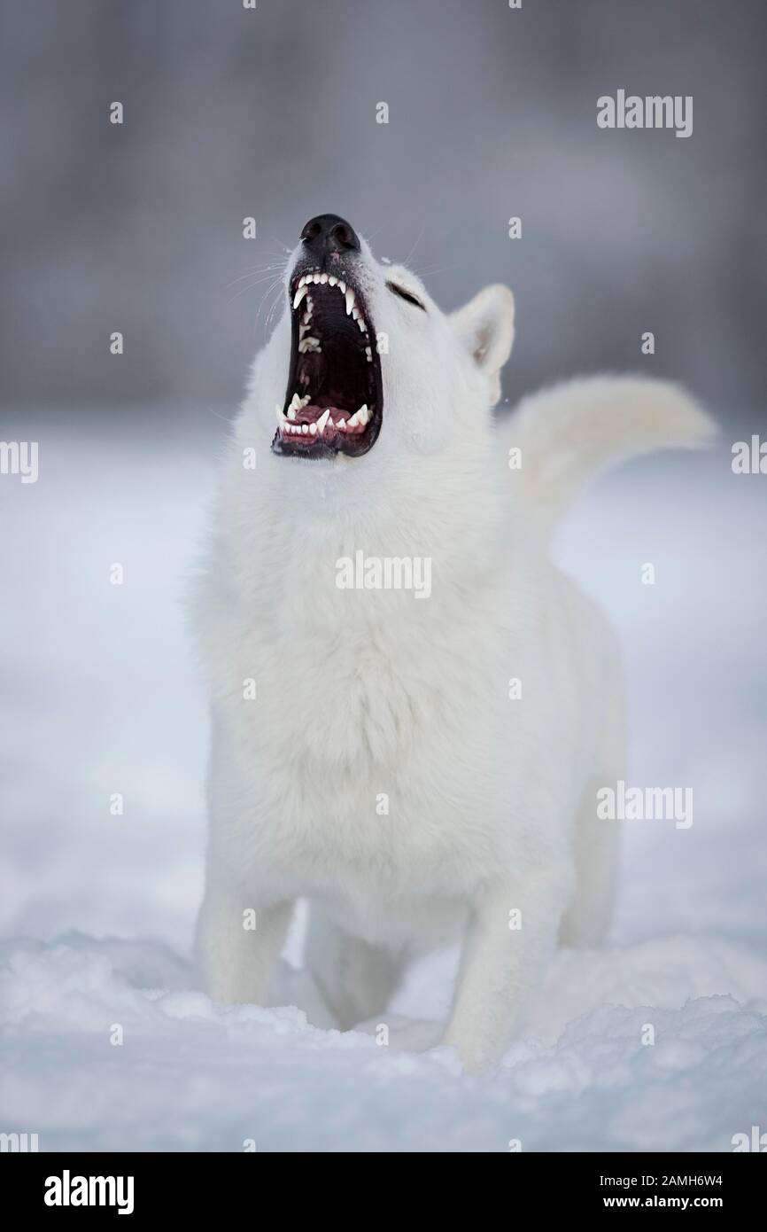 Dog howling hi-res stock photography and images - Alamy