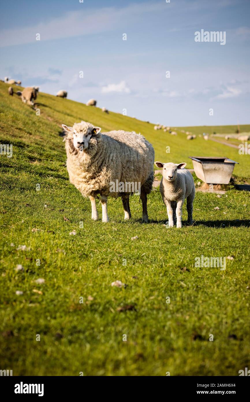 Dam with lamb at the dike hi-res stock photography and images - Alamy