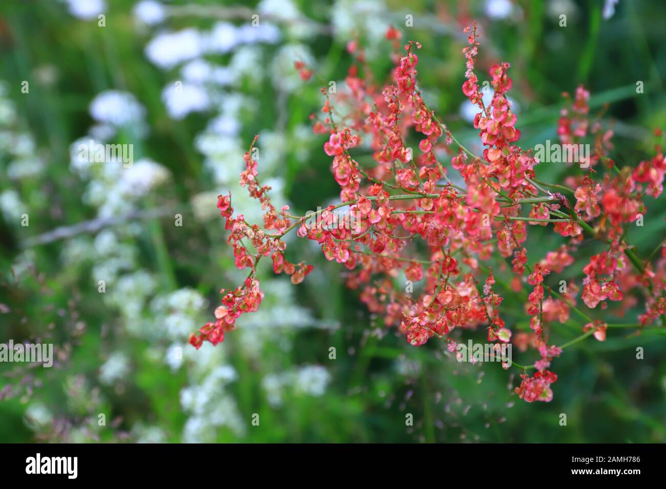 Red sorrel hi-res stock photography and images - Alamy