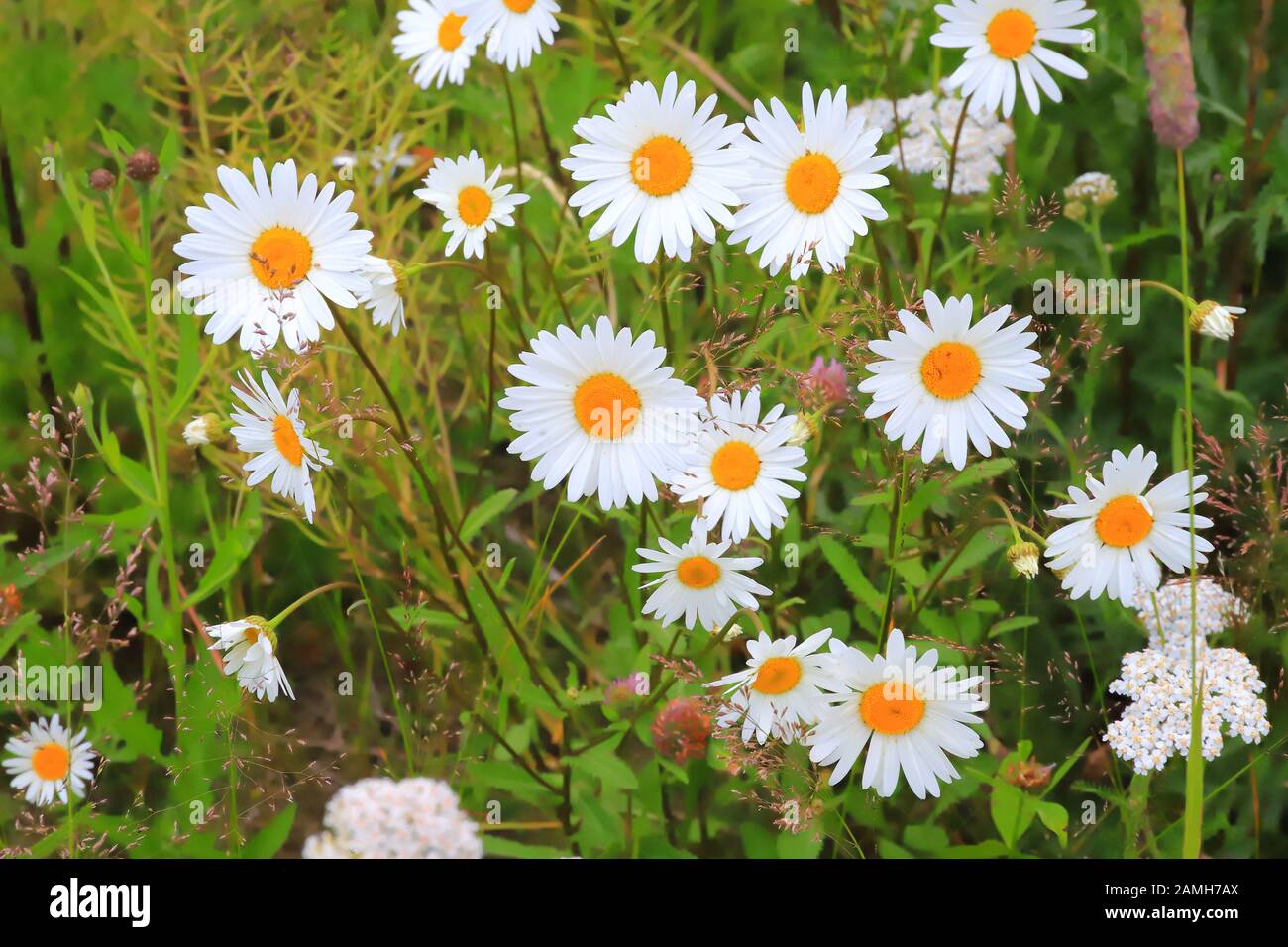 Chamomile field in summer in Russia Stock Photo - Alamy
