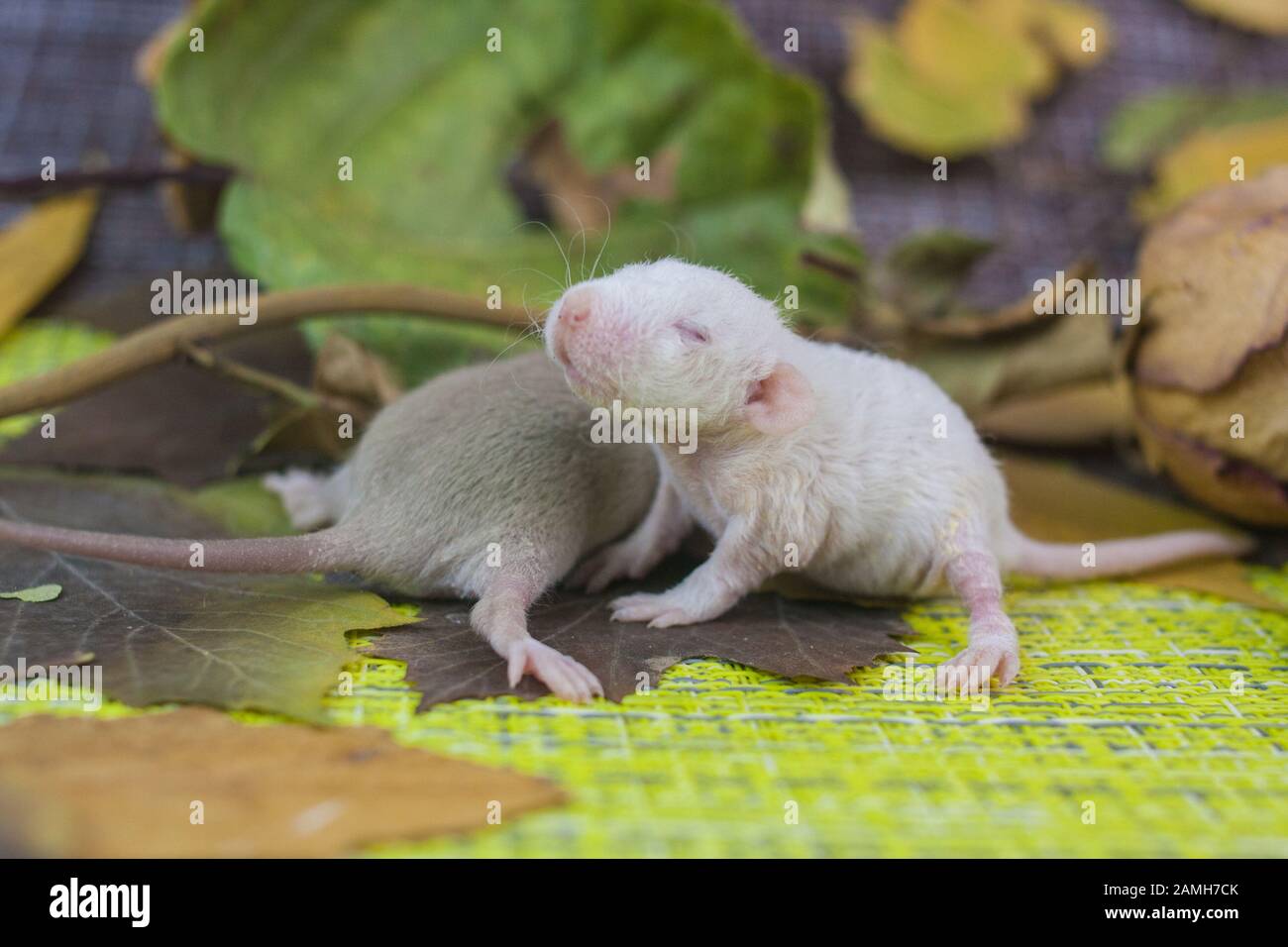 Cute Rats