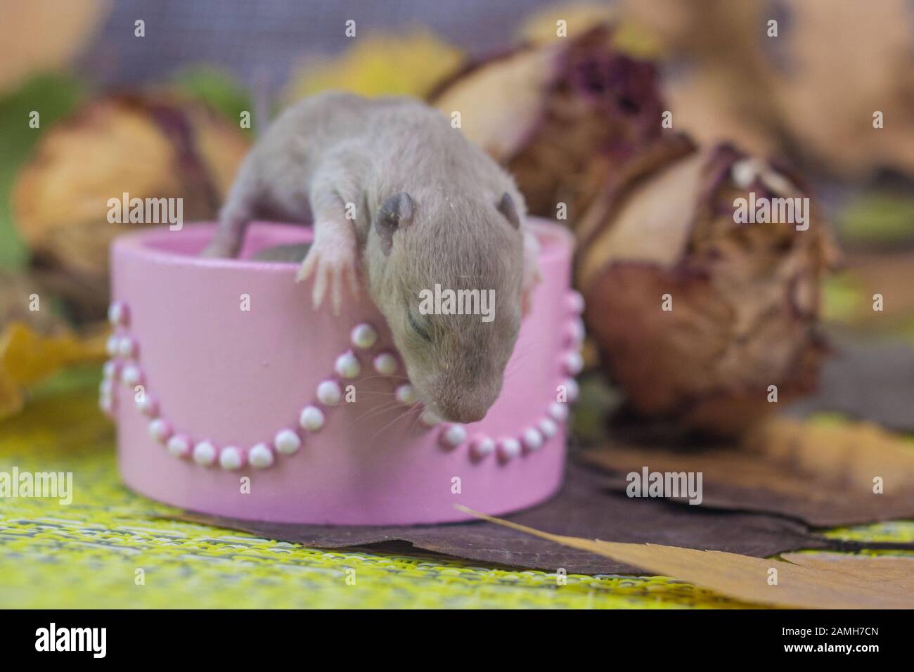 Baby rats are small fluffy and cute among the foliage of trees. 2020 ...