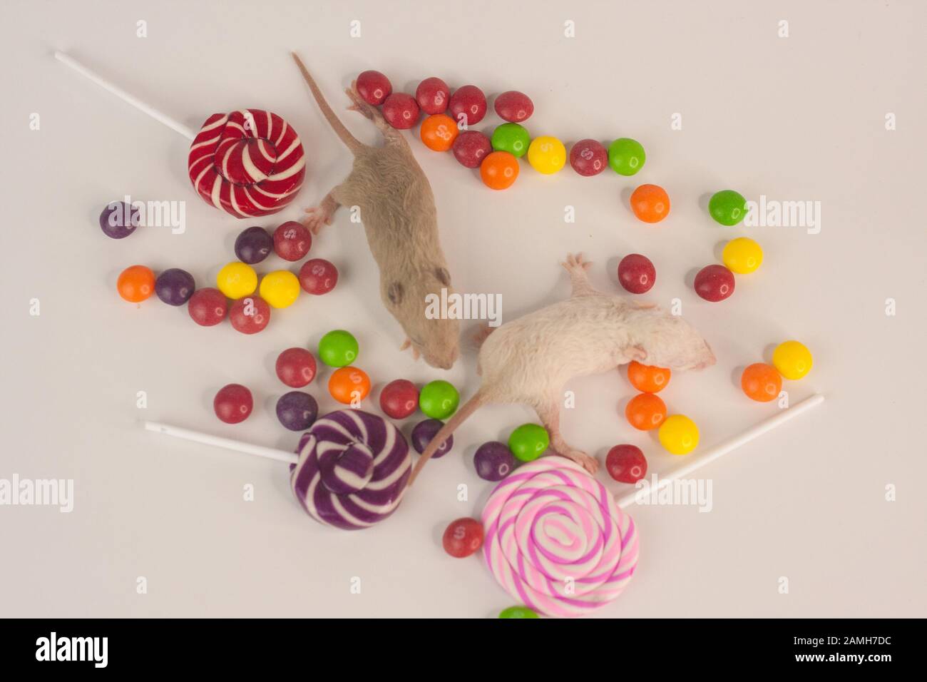 Baby rats are small fluffy and cute among bright, mouth-watering and ...
