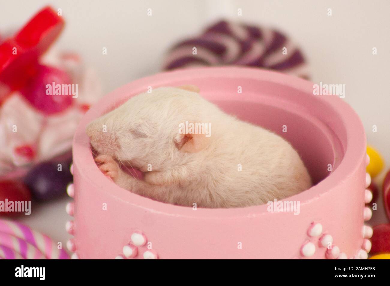 Baby rats are small fluffy and cute among bright, mouth-watering and ...