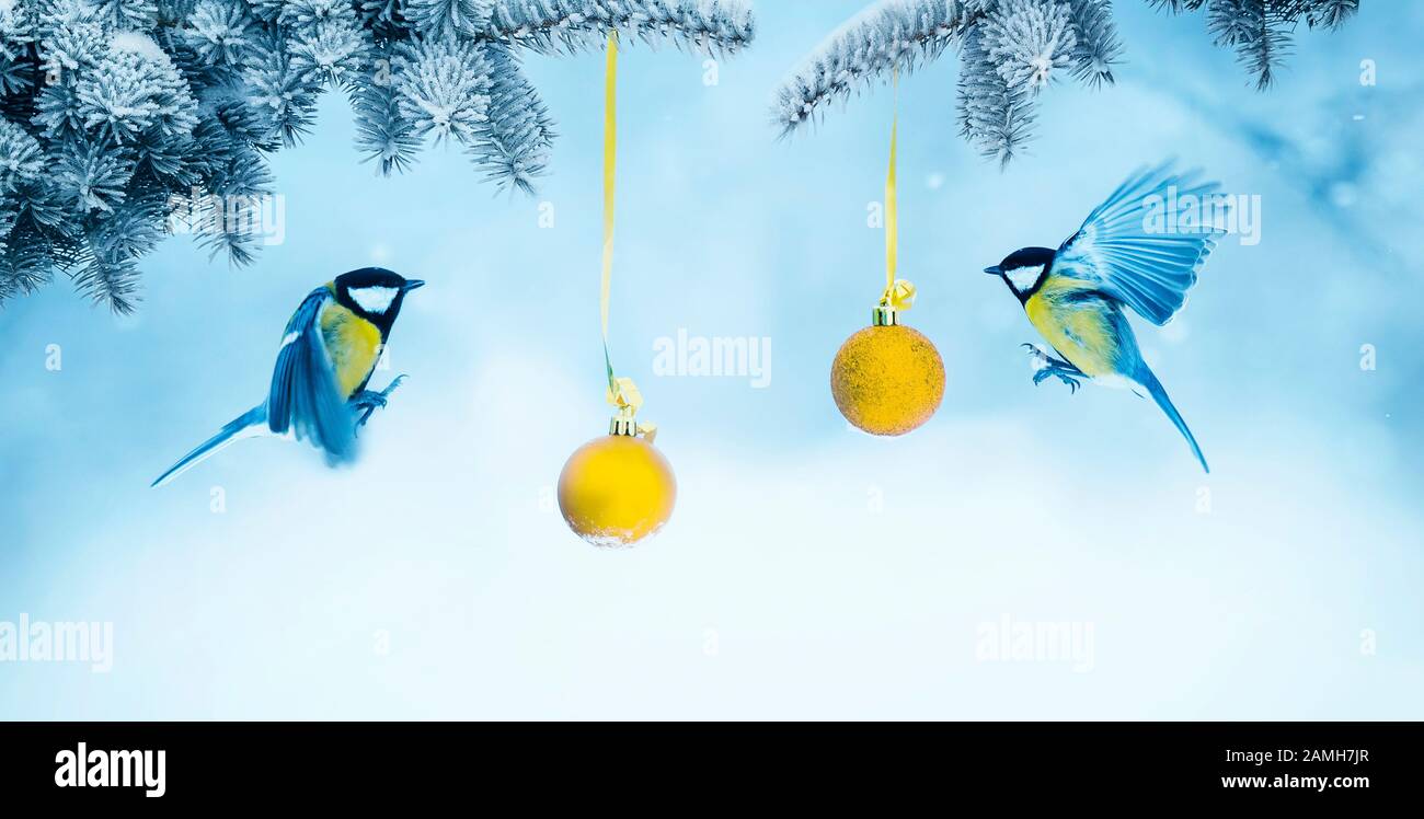 christmas card with two tit birds spread their wings fly at shiny gold ...
