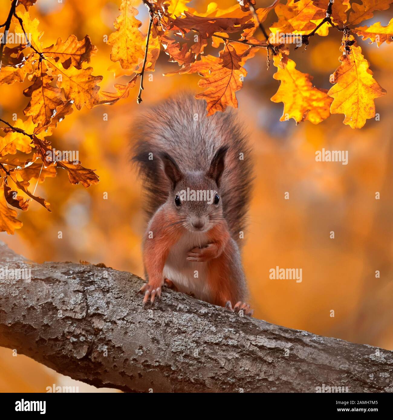 square portrait with beautiful fluffy red squirrel sitting in autumn ...