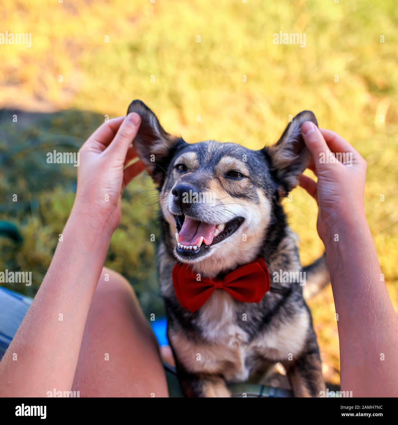 human hands raised ears at cute brown pretty smiling a dog in a Sunny ...