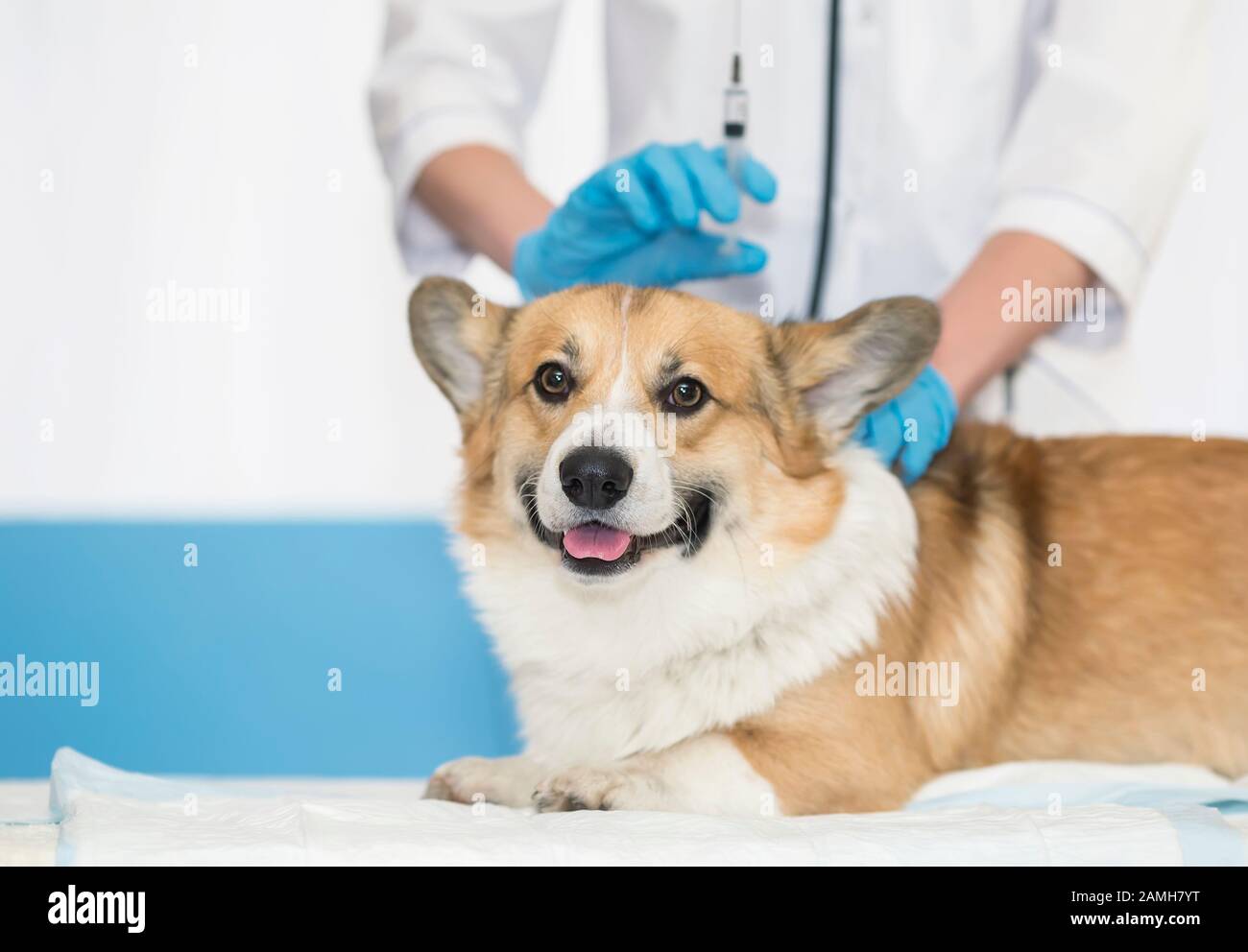 cute ginger puppy dog Corgi lies on the table have doctor veterinarian ...