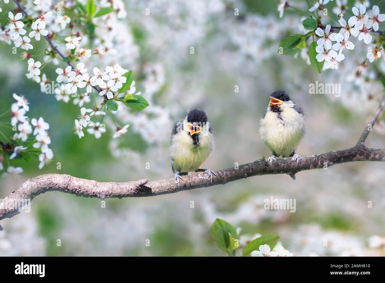 Chicks sitting on cherry hi-res stock photography and images - Alamy