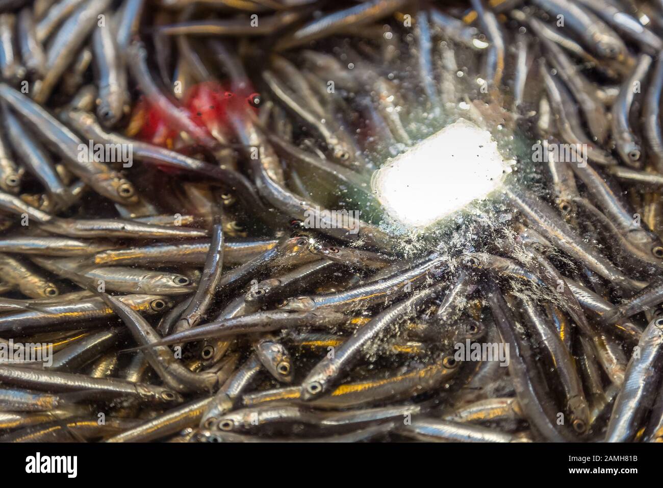 Silversides hi-res stock photography and images - Alamy