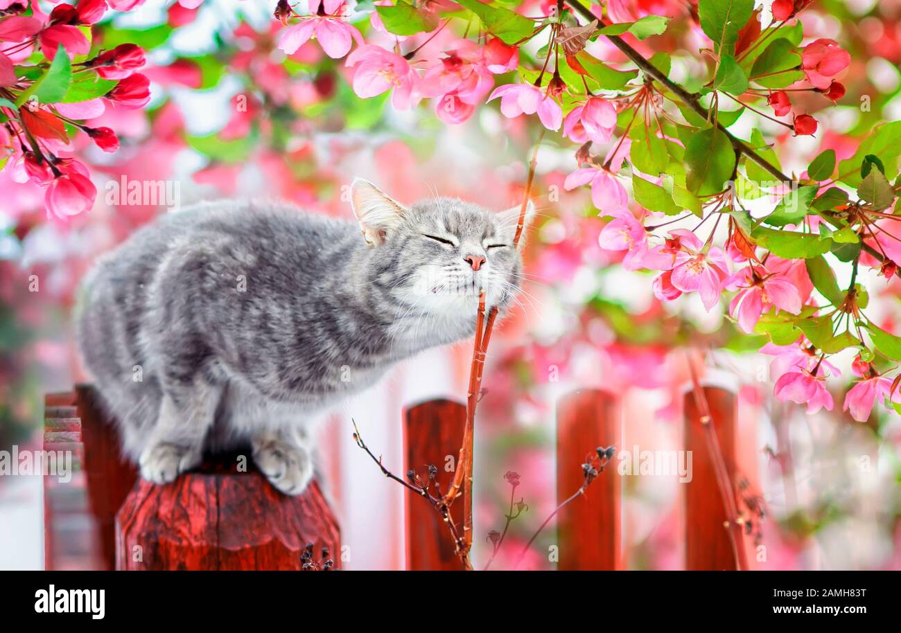 Cat in apple tree hi-res stock photography and images - Alamy