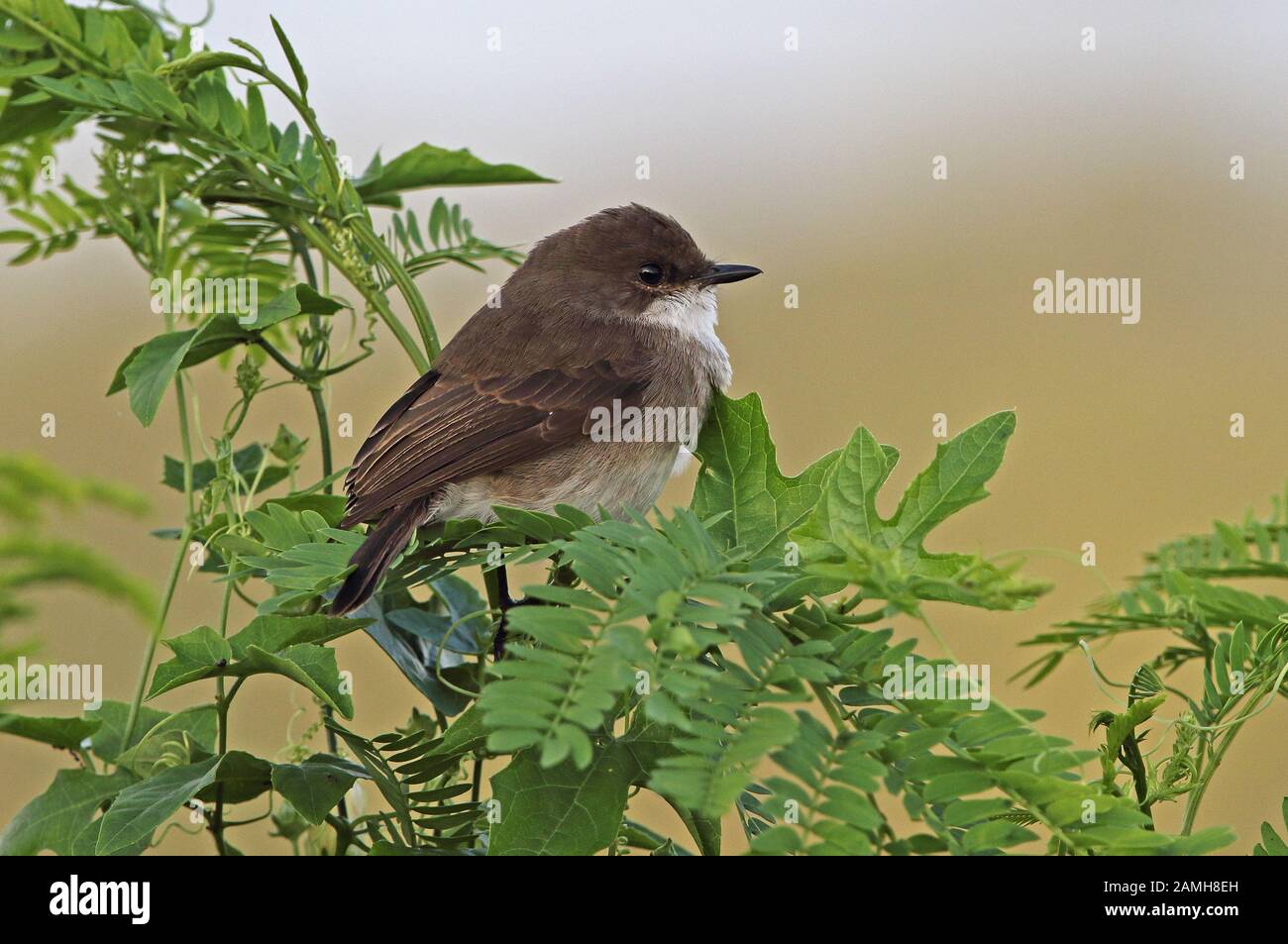 Elizabeth bird hi-res stock photography and images - Alamy