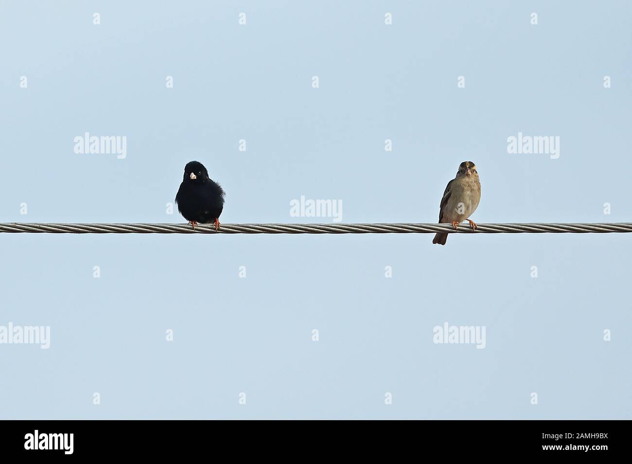 Village indigobird hi-res stock photography and images - Alamy