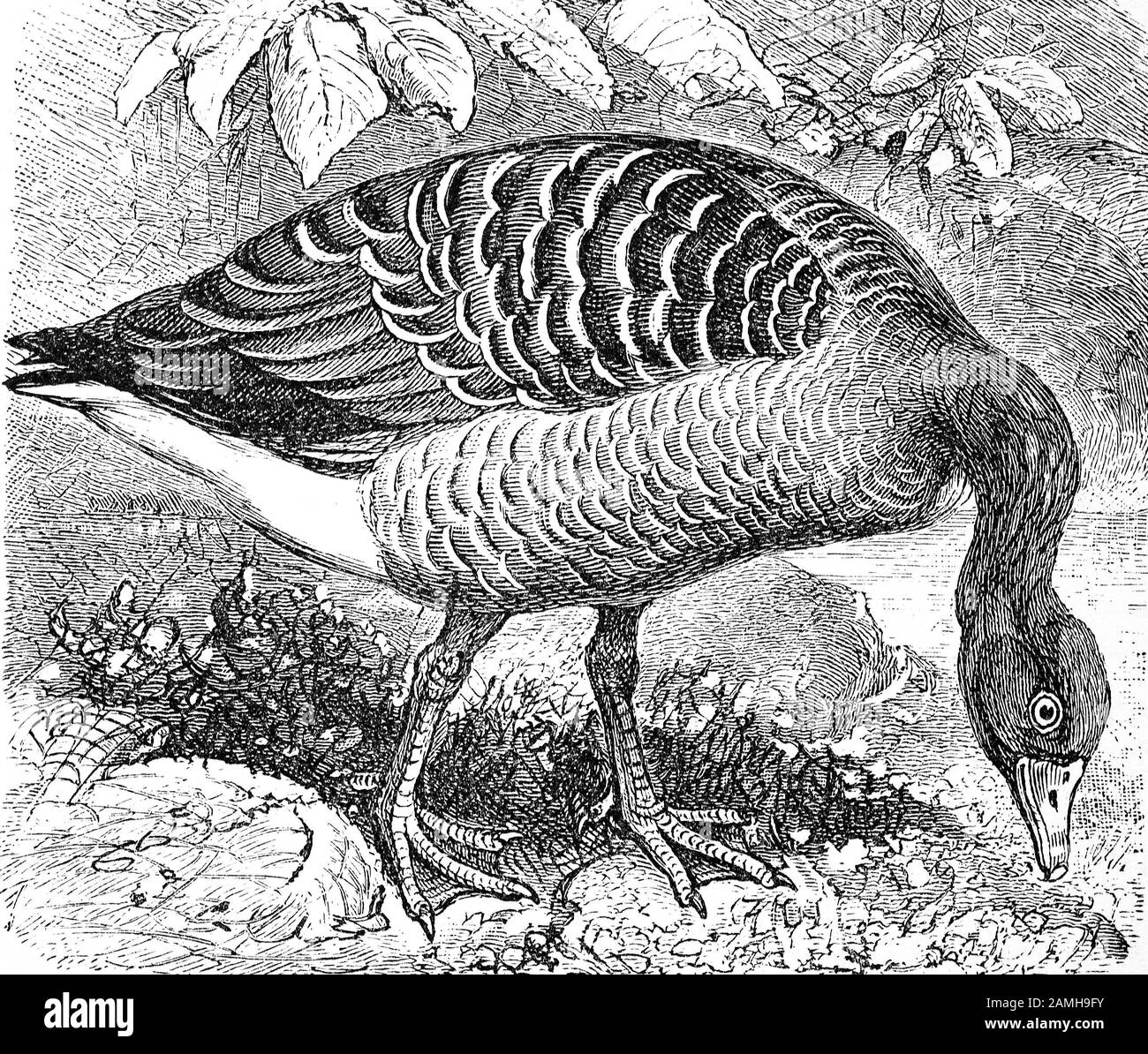 Greylag goose / Graugans, Anser cinereus, Anser anser, Historisch ...