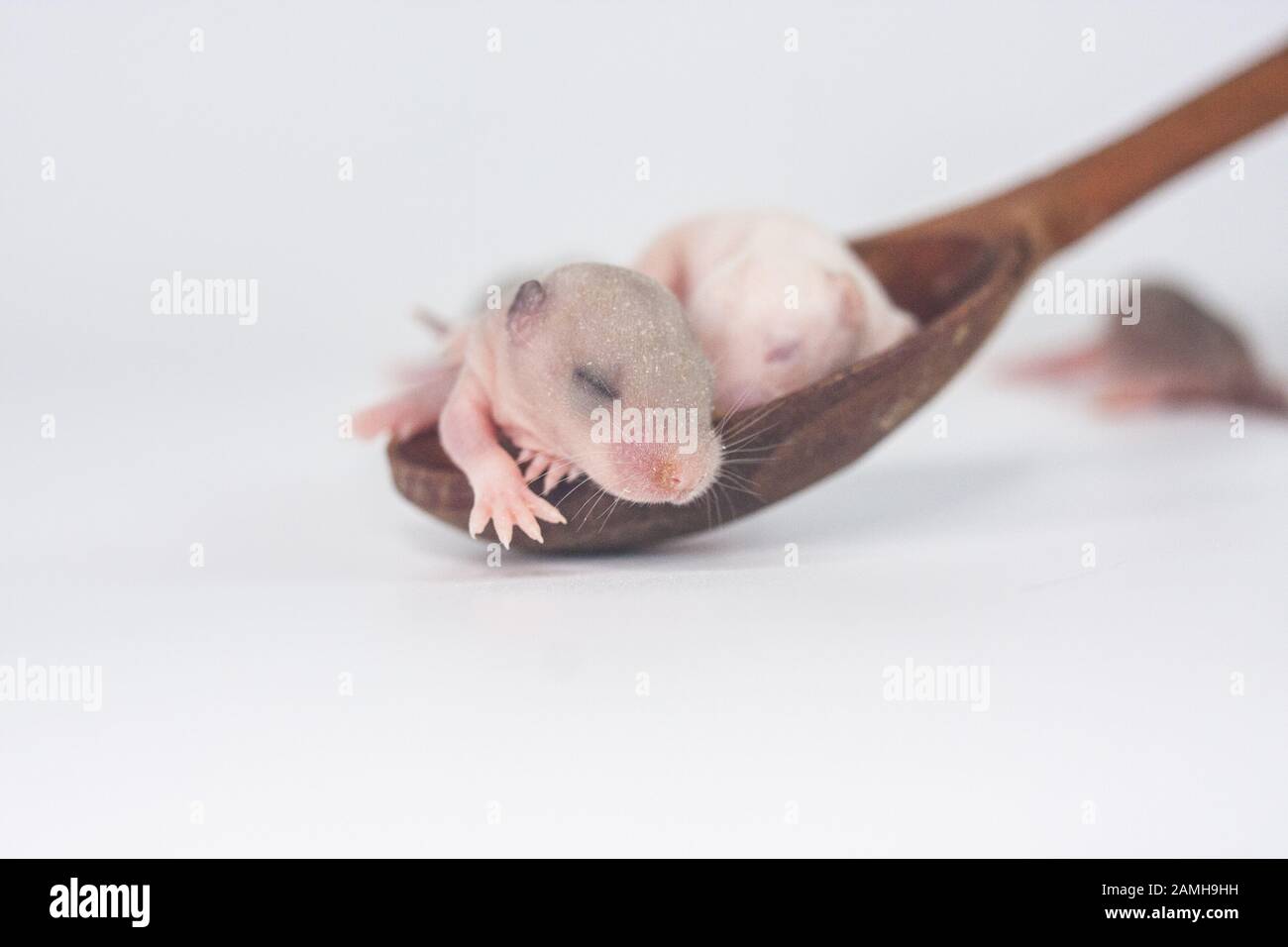small rats in a wooden spoon. Symbol of 2020. Chinese New Year Stock ...