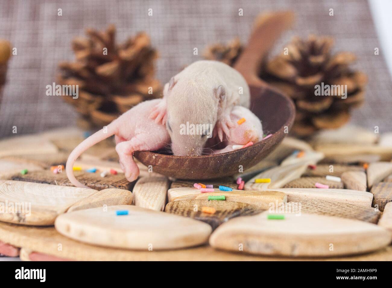 small rats in a wooden spoon. Symbol of 2020. Chinese New Year Stock ...