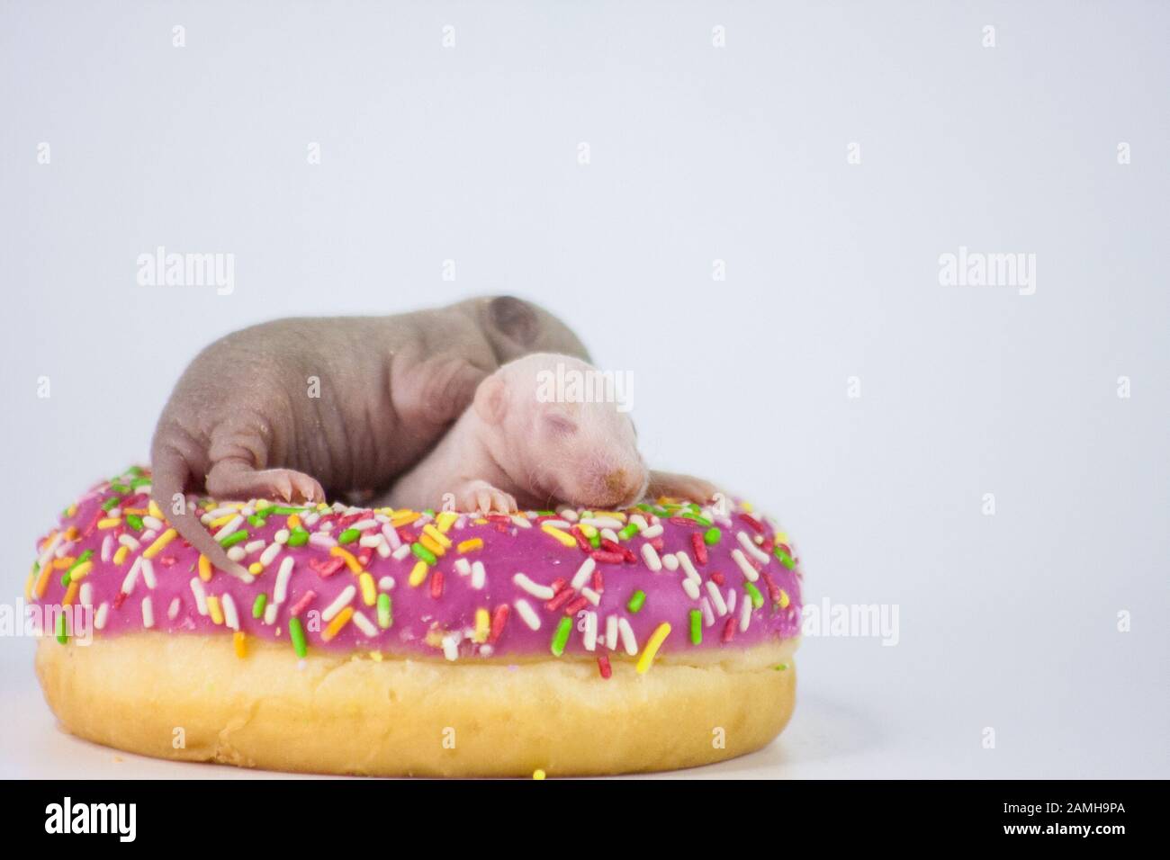 rats are small and cute children. Symbol of 2020. Chinese New Year. in ...