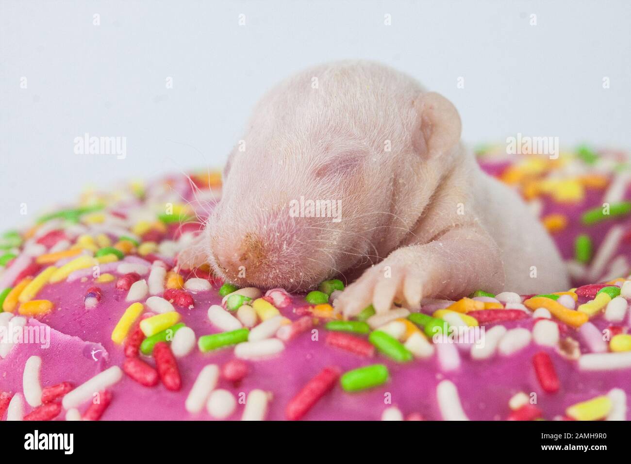 rats are small and cute children. Symbol of 2020. Chinese New Year. in ...