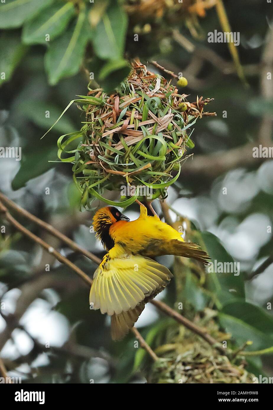 African colonial birds nest hi-res stock photography and images - Alamy