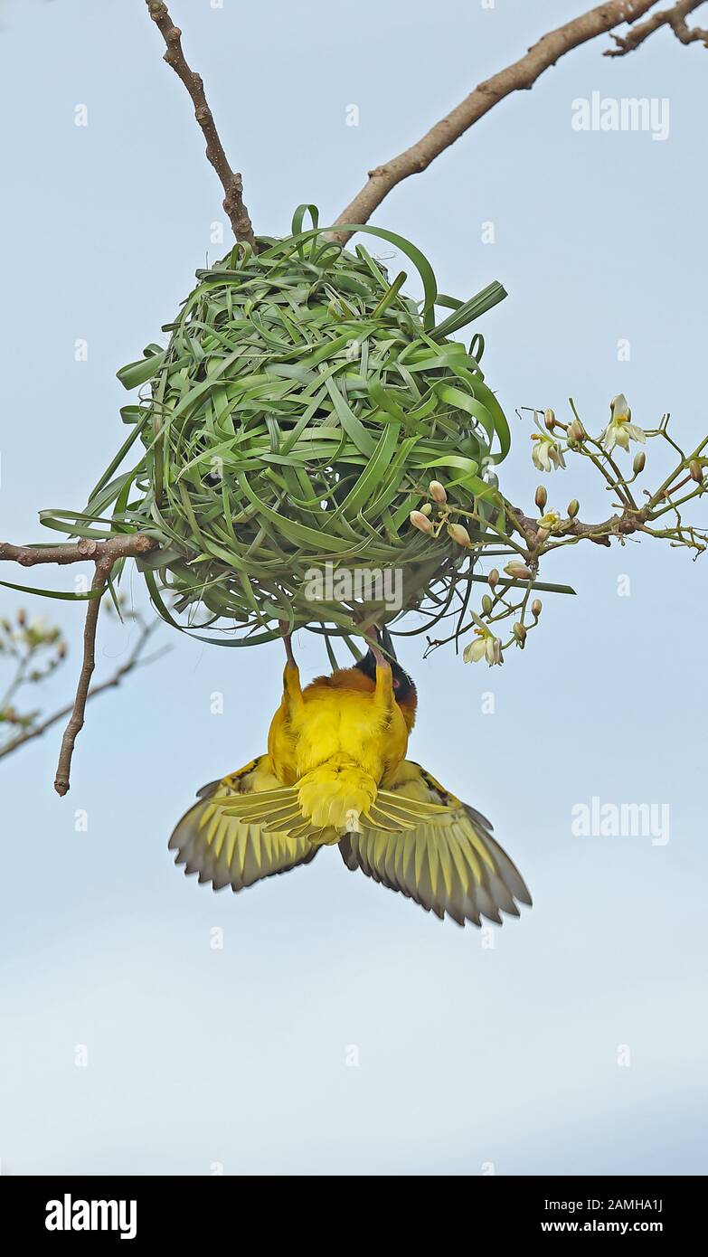 African Colonial Birds Nest High Resolution Stock Photography and ...