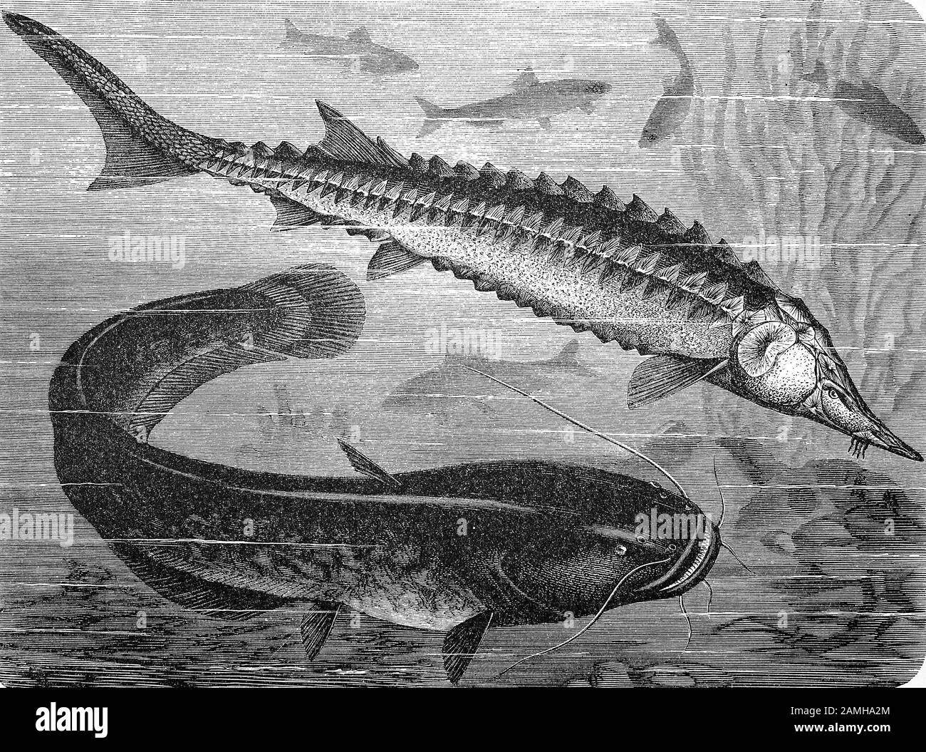 Lake Sturgeon Drawing