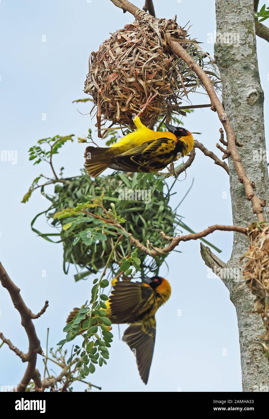 African Colonial Birds Nest High Resolution Stock Photography and ...