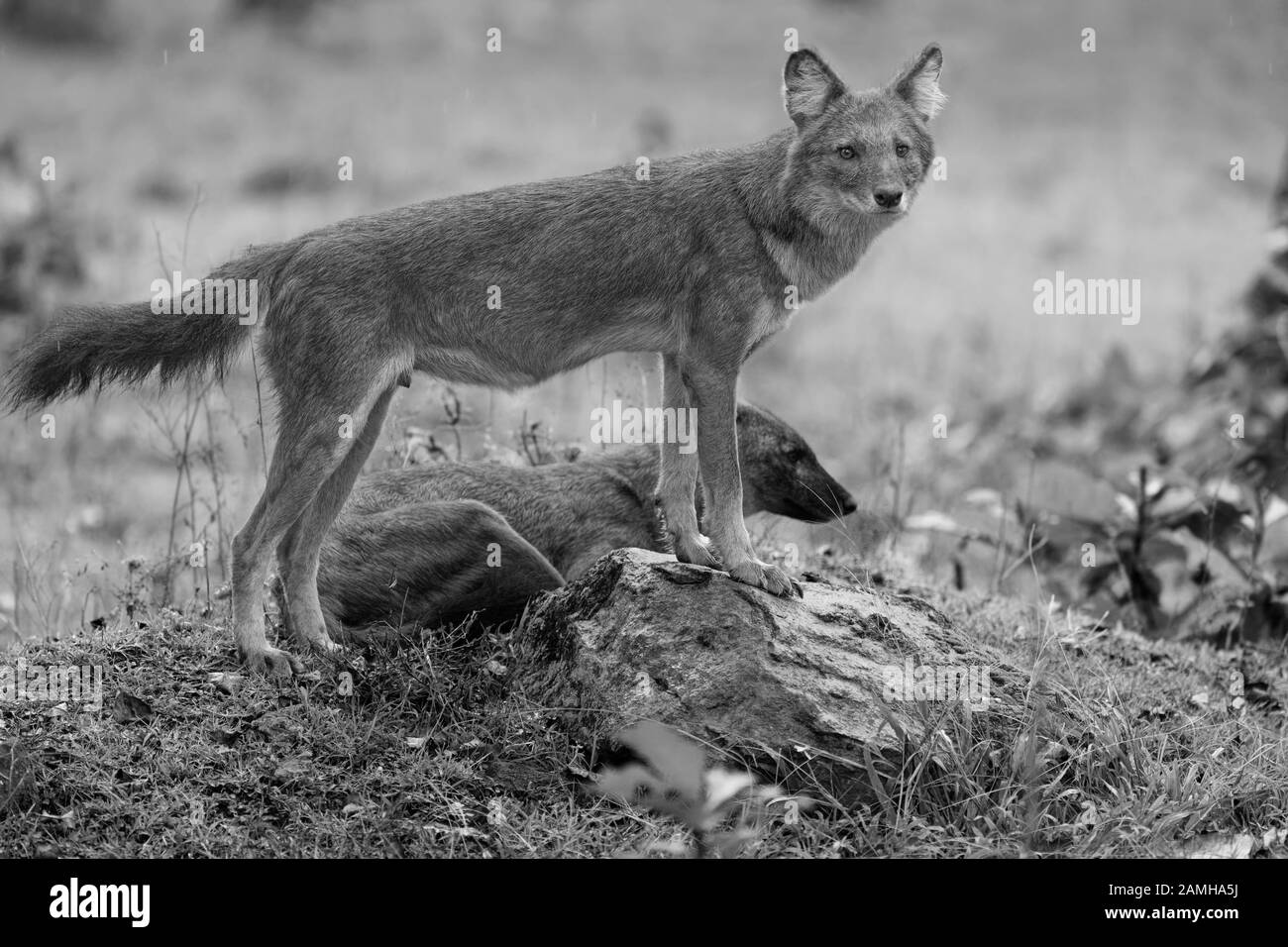 White Dhole