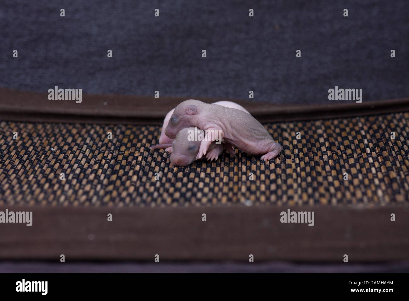 Baby rats are hugging each other. Muscles newborns hug each other Stock ...