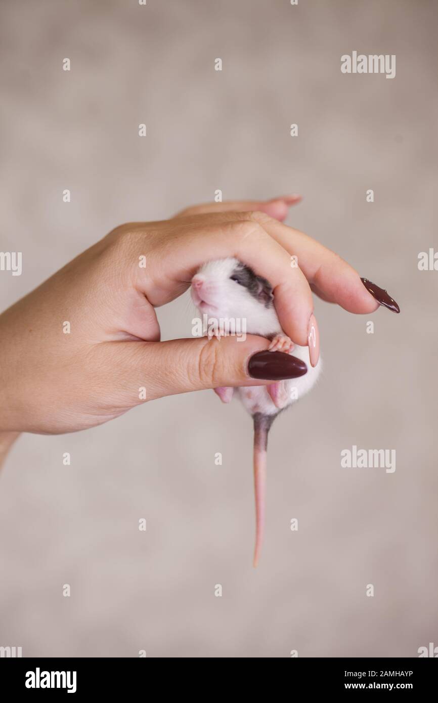 Little mouse in female hands. little rat baby. cute and beautiful Stock ...