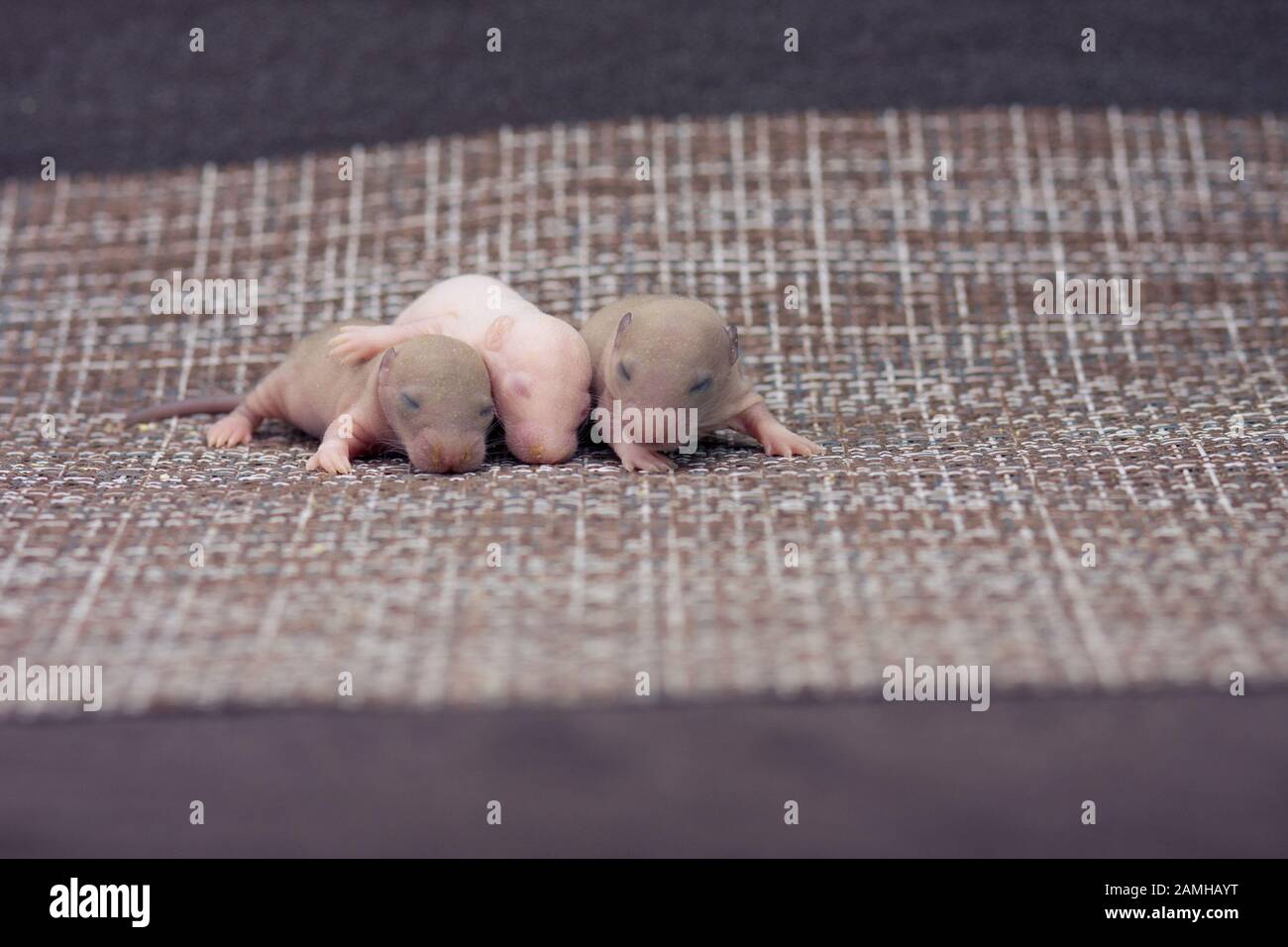 Baby rats. small mice side by side next to each other Stock Photo - Alamy