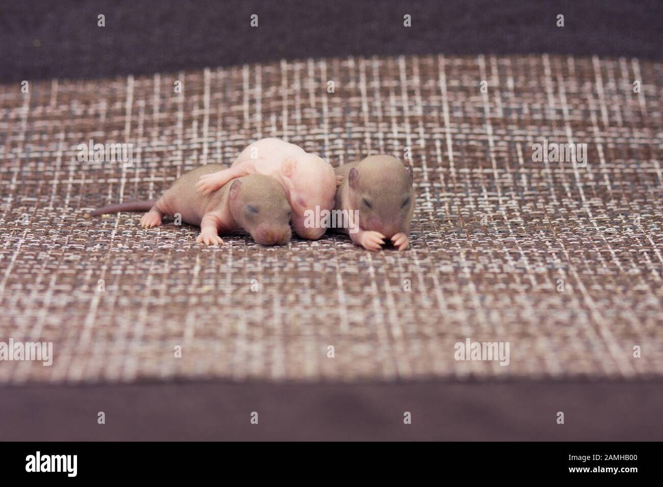 Baby rats are hugging each other. family of little mice Stock Photo - Alamy