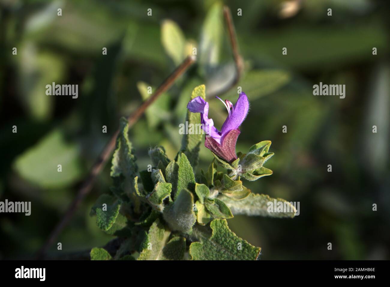 Salvia canariensis hi-res stock photography and images - Alamy