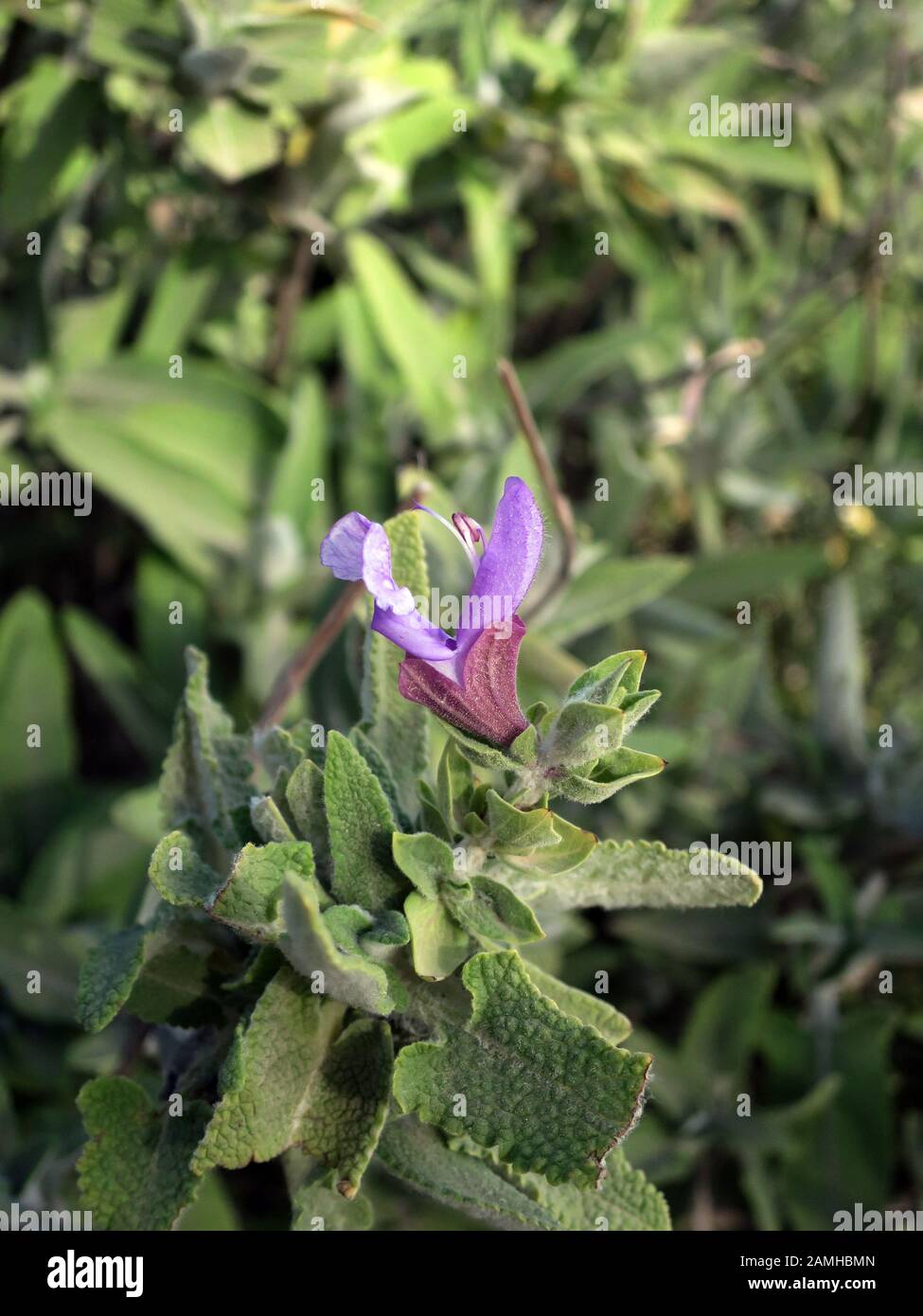 Salvia canariensis hi-res stock photography and images - Alamy