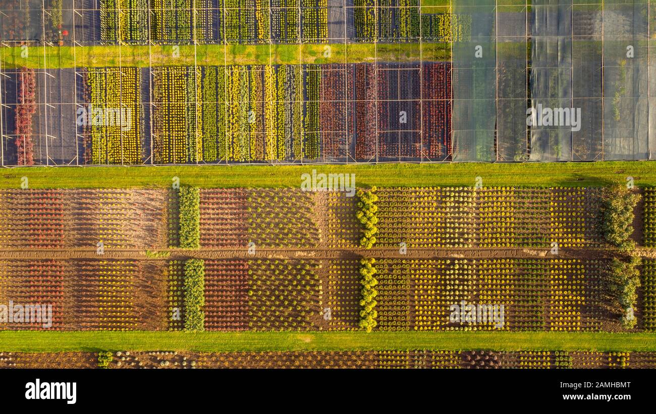 nursery of ornamental plants plants top view Stock Photo - Alamy