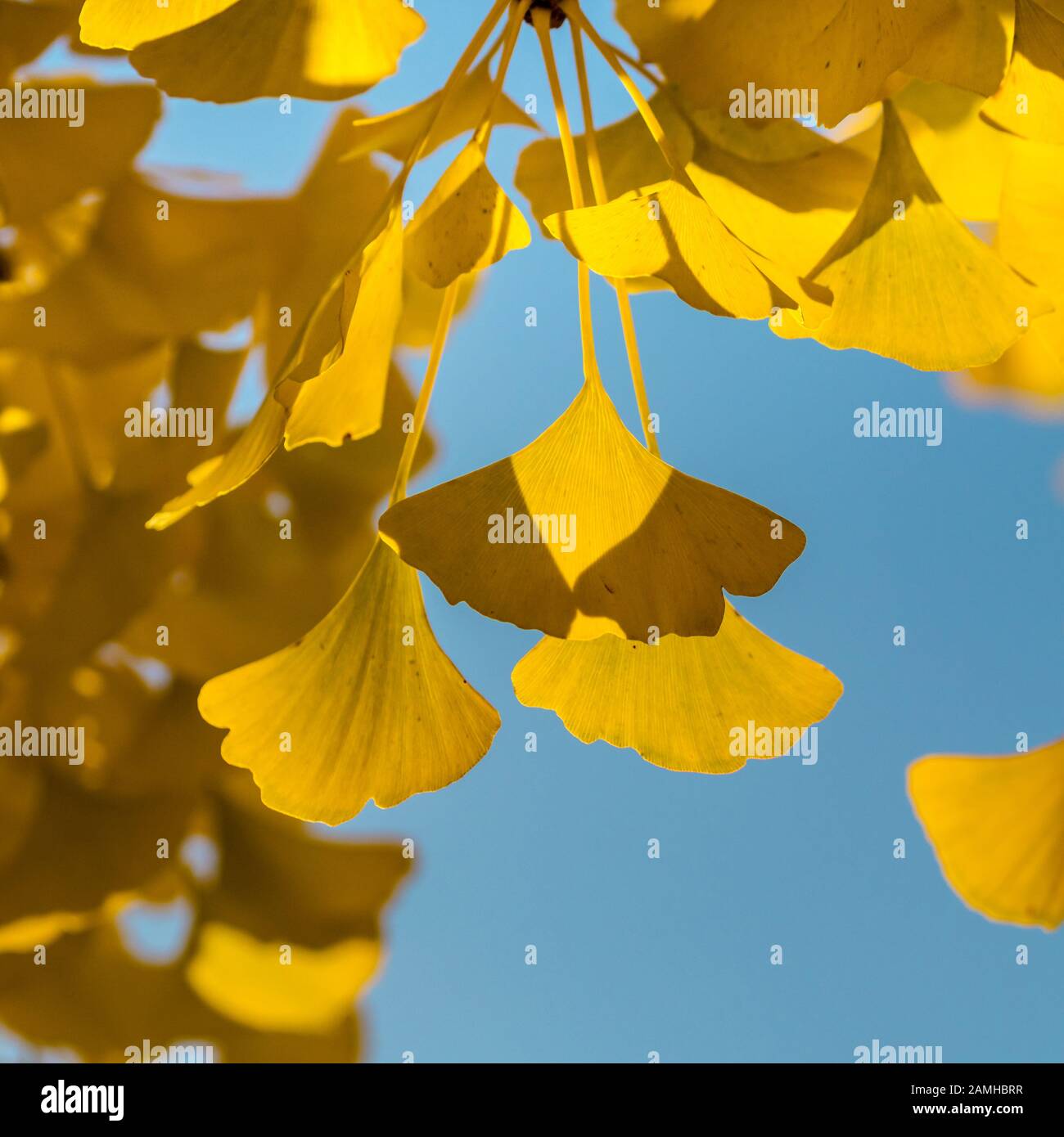 The bright yellow color of the leaves of the ginkgo tree through which ...