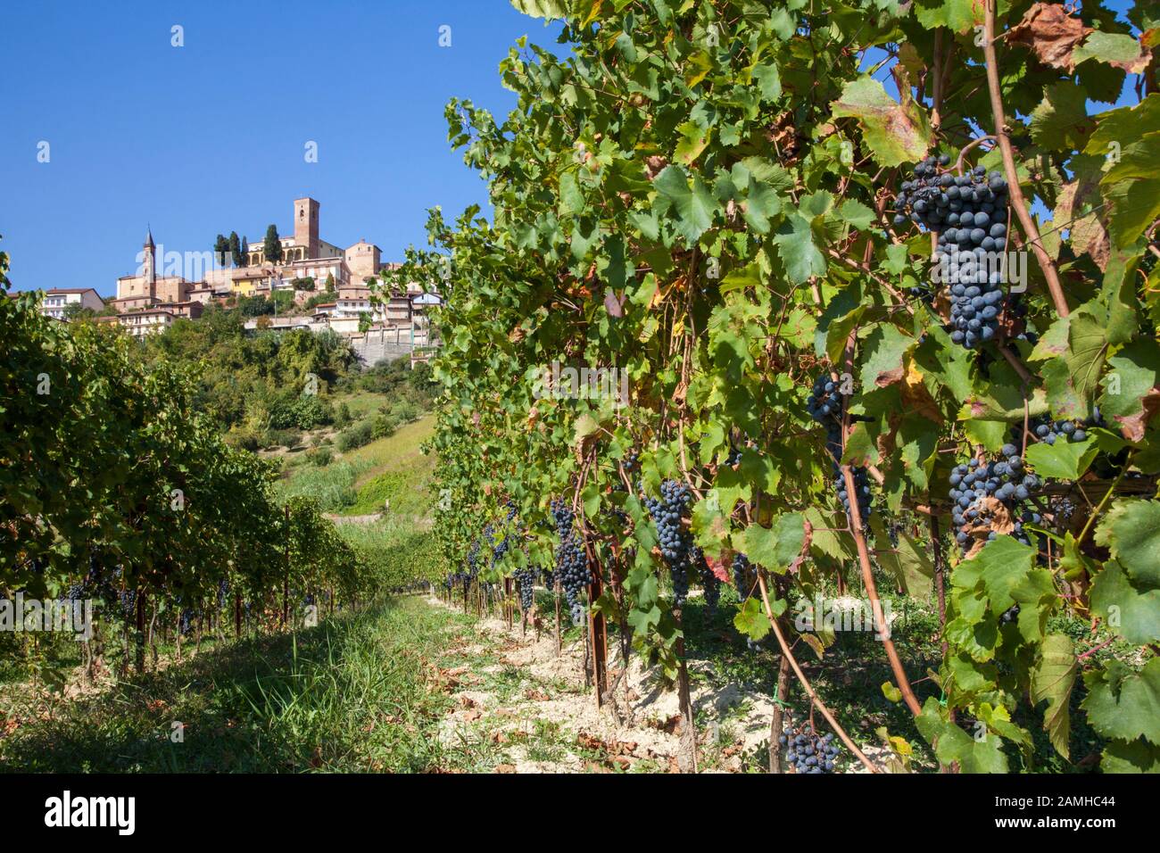 Asti wine hi-res stock photography and images - Alamy