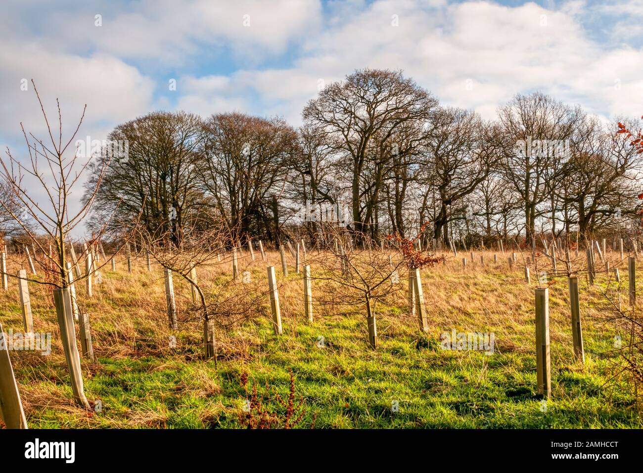 Mature trees in background with new planted saplings in protective ...